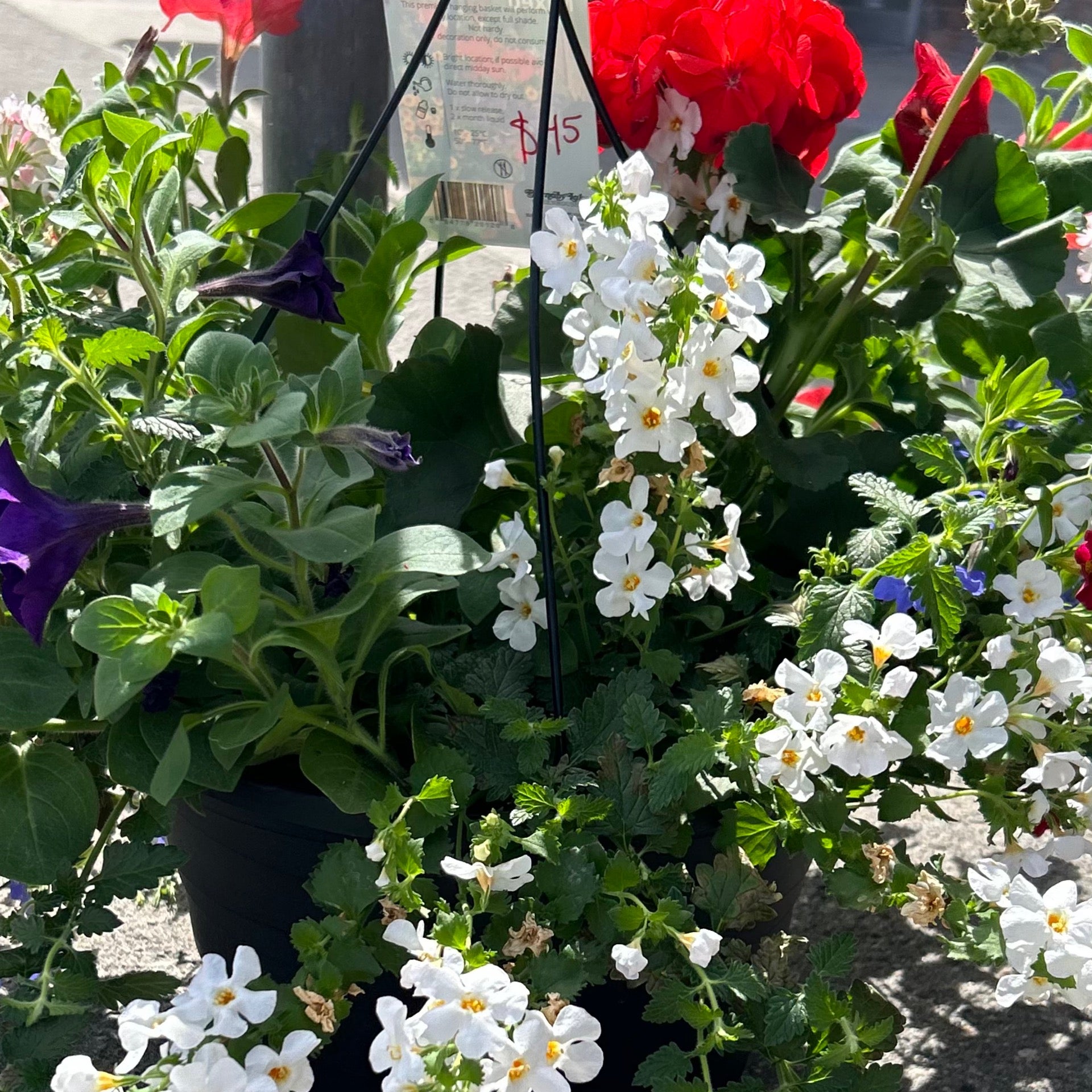 Deluxe Spring Hanging Basket | Sahara Garden Art Co.