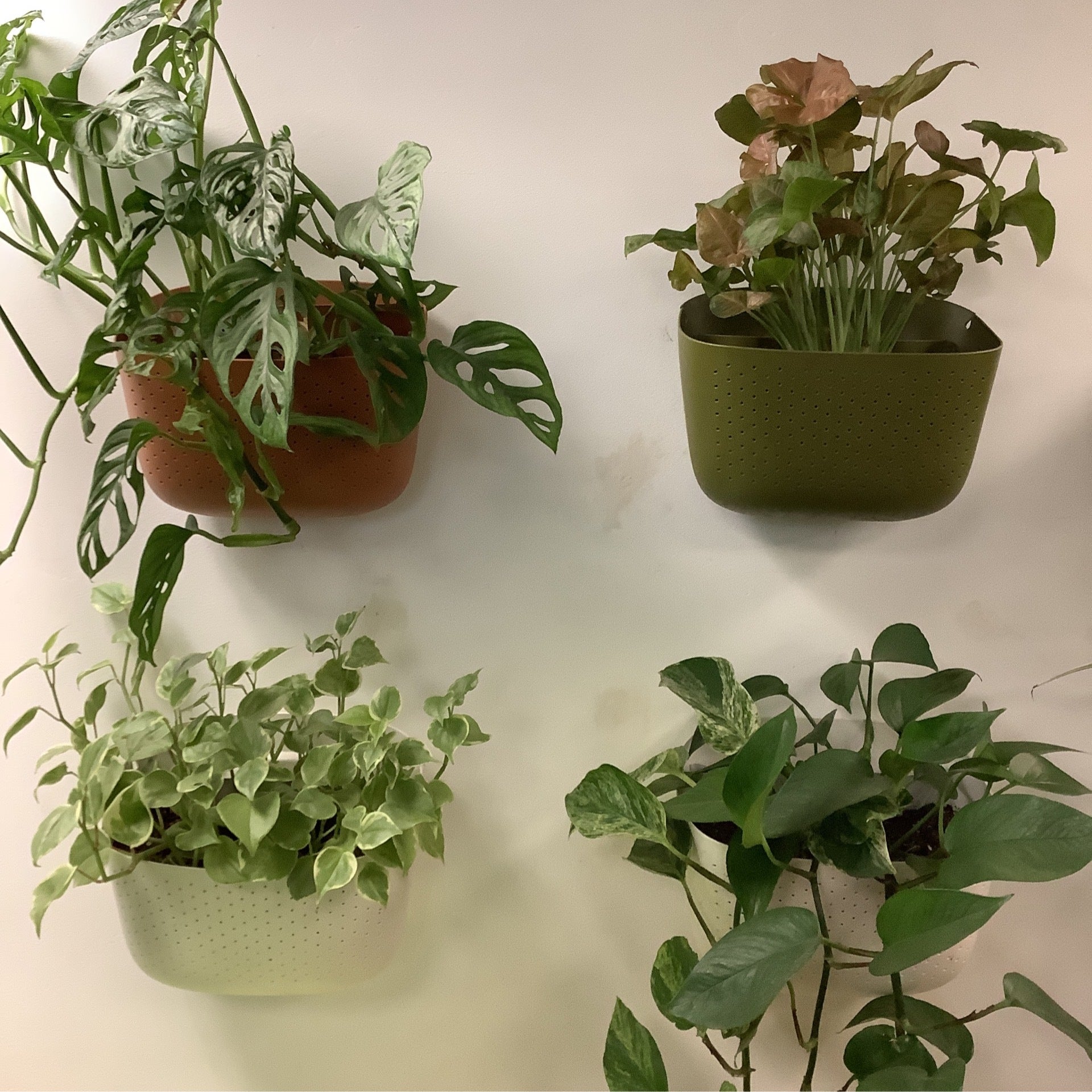 Wally Grow Wall Planter | Sahara Garden Art Co.